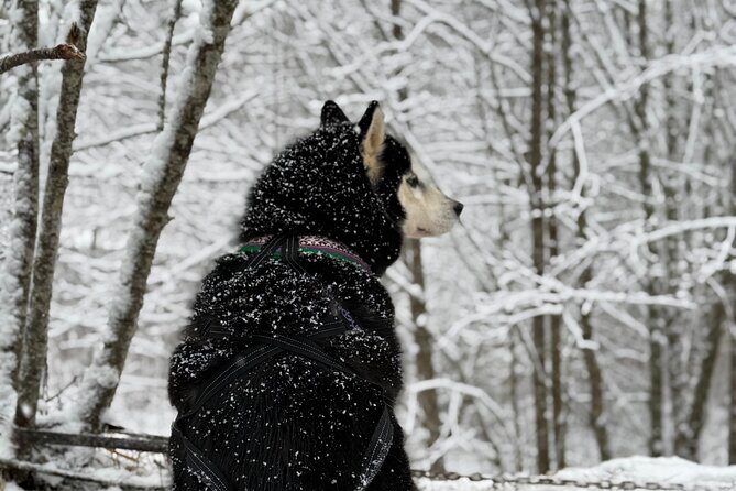 Husky Dog Sledding Experience - The Sum Up: A Unique, Authentic Riga Adventure