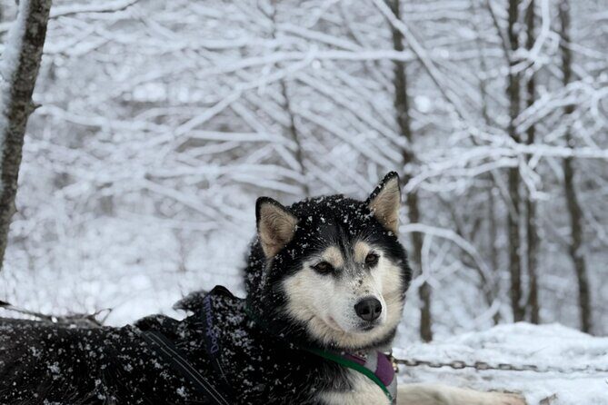 Husky Dog Sledding Experience - FAQ