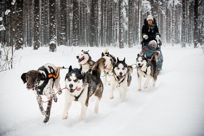 Husky Dog Sledding Tour From Riga - A Deep Dive Into the Husky Dog Sledding Experience