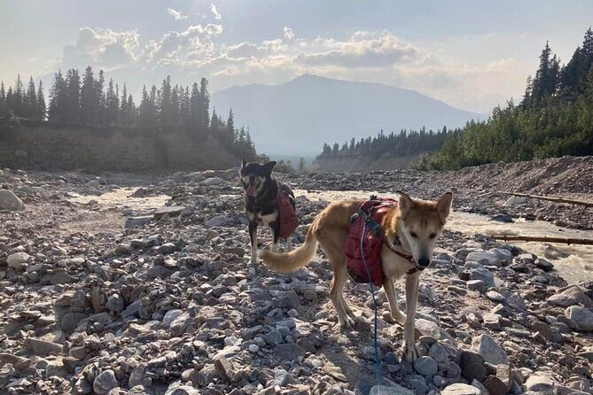 Husky Hike and Forest Adventure - Who Will Love This Tour?