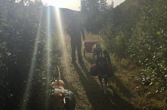 Husky Hike and Forest Adventure - The Sum Up