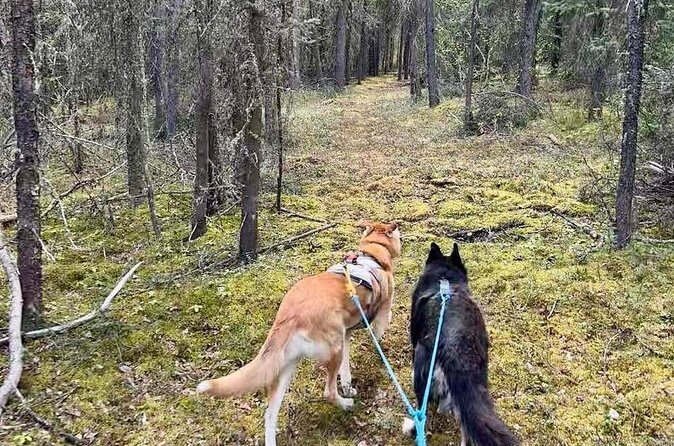 Husky Hike and Forest Adventure - FAQ Section