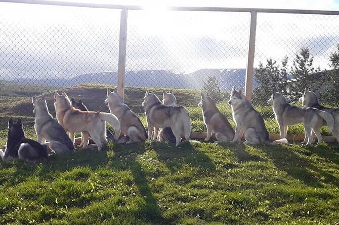 Husky Petting in Akureyri (private) - FAQ