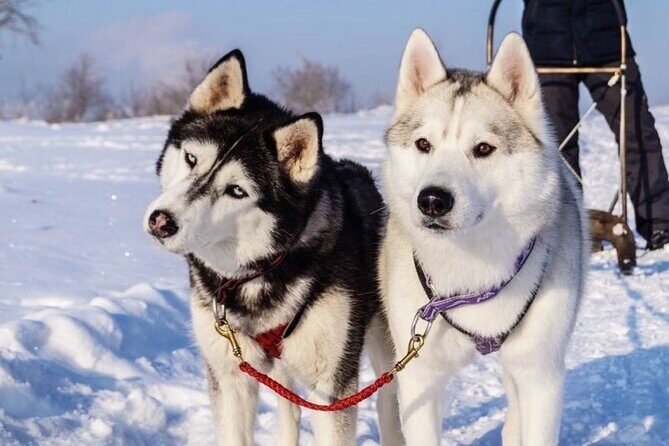 Husky Sledding Ride in Levi 5 KM - Key Points