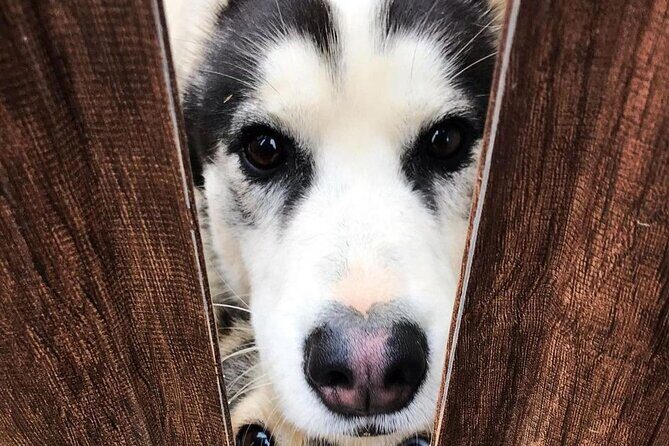 Husky Sledding Ride in Levi 5 KM - Who Will Love This Experience?