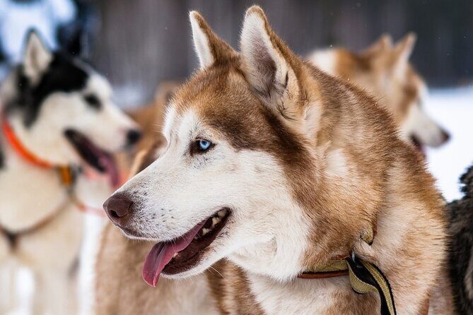 Husky Sledding Ride in Levi 5 KM - FAQ