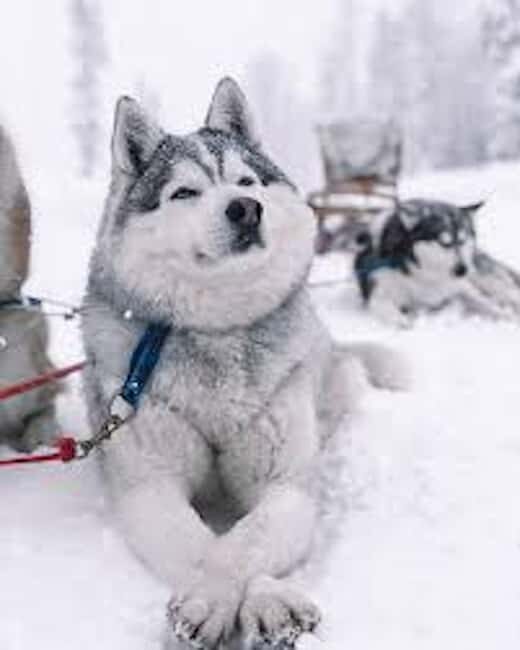 Husky Soul Journey: From Farm Life to Sledding Adventure - The Highlight: Husky Sled Ride