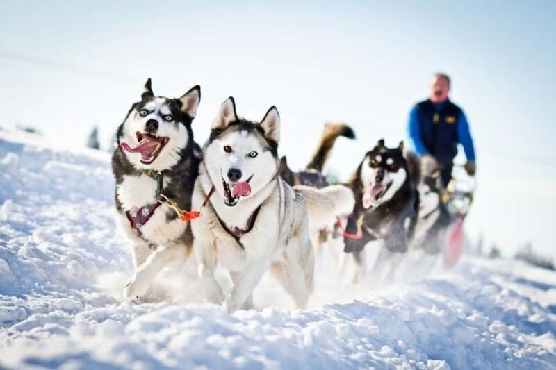 Husky Soul Journey: From Farm Life to Sledding Adventure - Practical Tips for Participants