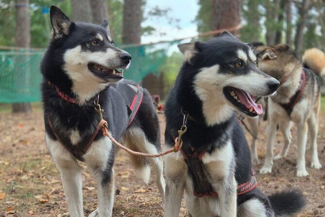 Husky Trekking in Natural Park near Vilnius - Key Points