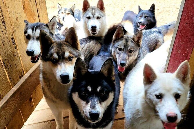 Husky Trekking in Natural Park near Vilnius - The Experience in Detail