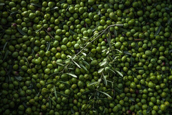 Hvar: Island tour with Wine and Olive Oil Tasting - What Reviewers Say