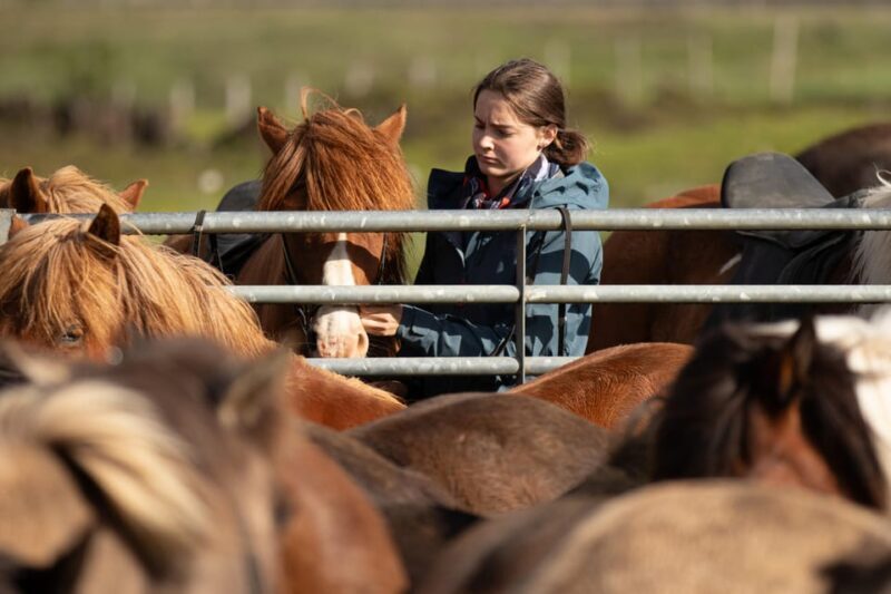 Hveragerdi: Countryside Charm Horse Riding Tour - The Experience: What to Expect on the Horseback Ride