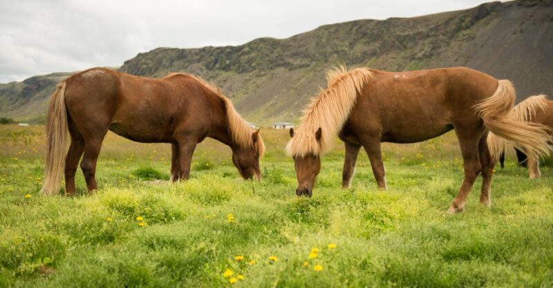 Hveragerdi: Reykjadalur (Hotspring Valley) Horse Riding Tour - Who Will Love This Tour?