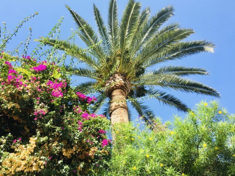 Ibiza: Old Town Guided Walking Tour - Who Is This Tour Best For?