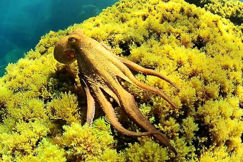 Ibiza: PADI Discover Scuba Diving & Snorkeling Boat Trip - Practical Details and Tips