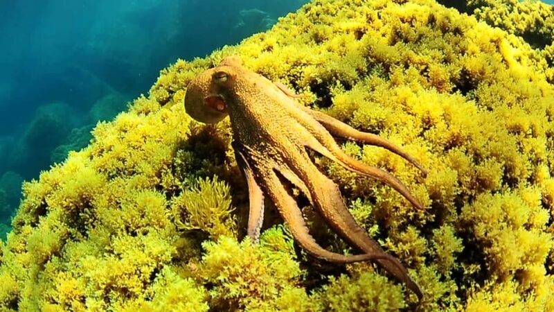 Ibiza: Snorkeling and SUP Paddle, Beach and Cave Tour - The Value for Money