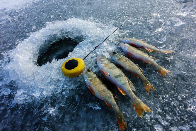 Ice Fishing and Husky - What Travelers Are Saying: Authentic Insights