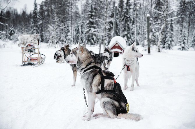 Ice Fishing and Husky - Who Should Book This Tour?