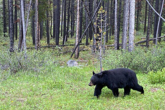 Icefields Pkwy: Lake Louise | Bow | Peyto|Glacier - PRIVATE TOUR - Final Words