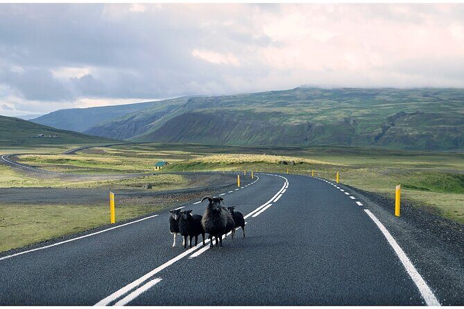 Iceland South Coast Tour with Pickup - Who Should Book This Tour?