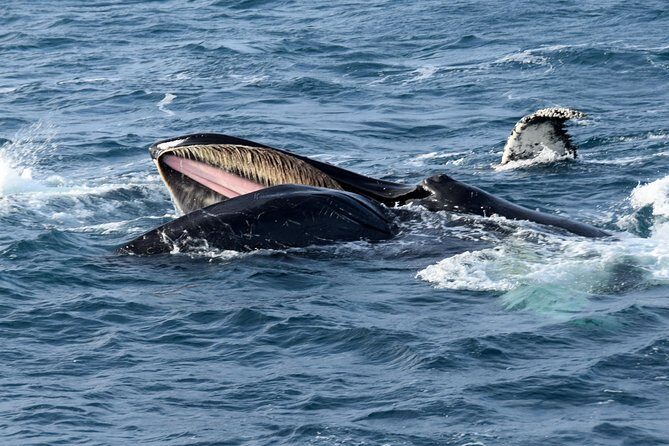 Iceland Super Saver: Northern Lights Cruise plus Whale-Watching Tour from Reykjavik - Key Points