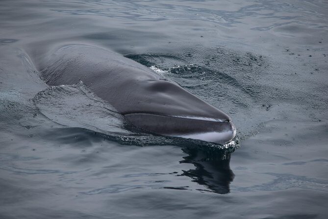 Iceland Super Saver: Northern Lights Cruise plus Whale-Watching Tour from Reykjavik - A Deep Dive into the Experience