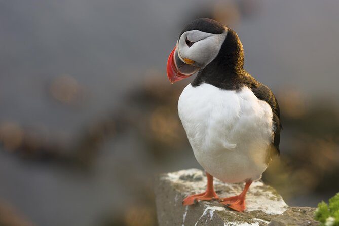 Iceland Super Saver: Puffin Cruise plus Whale-Watching Tour from Reykjavik - What Reviewers Appreciate Most