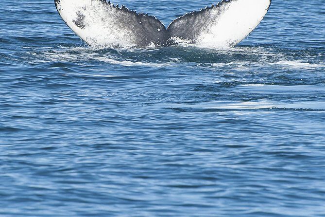 Iceland Super Saver: Puffin Cruise plus Whale-Watching Tour from Reykjavik - Is This Tour Right for You?