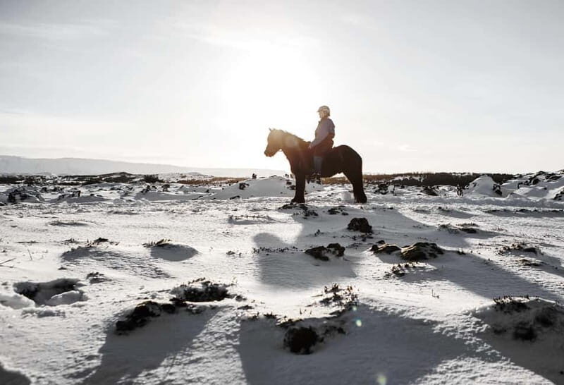 Icelandic Horse Riding Tour & Pickup Option from Reykjavik - Value for Money and Practical Details