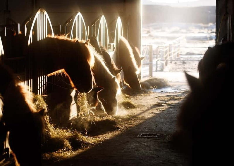 Icelandic Horse Riding Tour & Pickup Option from Reykjavik - The Experience with Guides and Horses