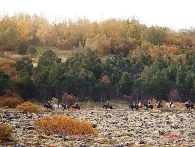 Icelandic Horse Riding Tour & Pickup Option from Reykjavik - The Sum Up