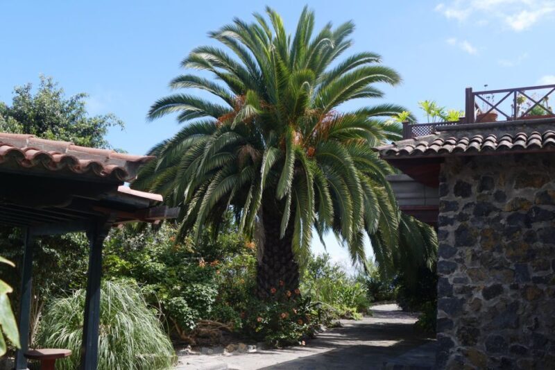 Icod de los Vinos: ARTlandya Doll World Entry Ticket & Tour - FAQ