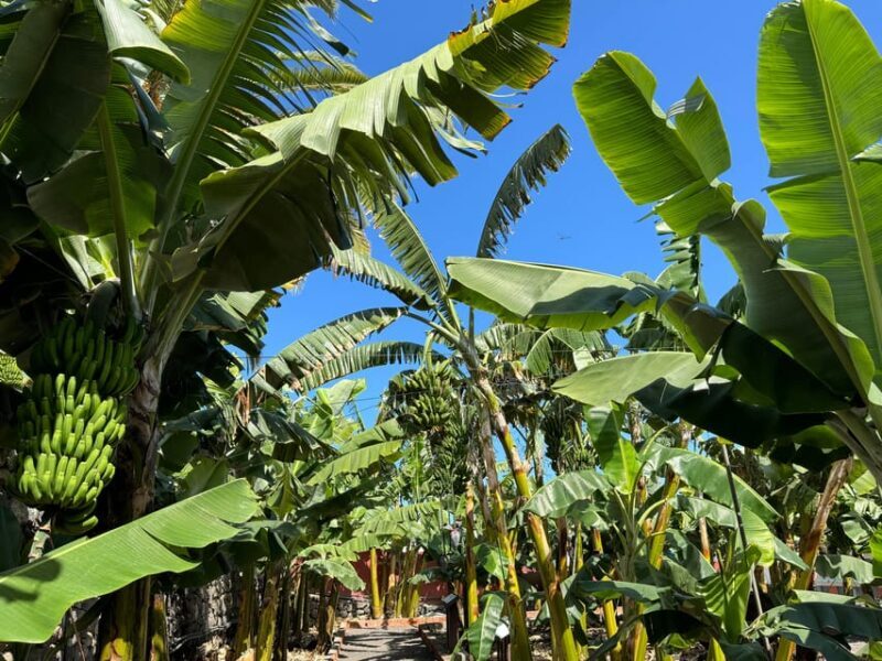 Icod de los Vinos: Casa del Plátano Entry Ticket - The Itinerary: What to Expect