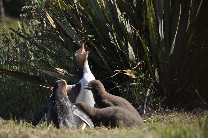 Iconic Wildlife Tour with Yellow Eyed Penguins & Royal Albatross - How the Itinerary Works for You