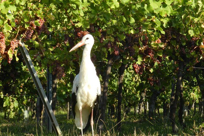 ICONICS Tour: 1/2 day on the Wine Route, visit of 2 Villages + Tasting. - The Sum Up
