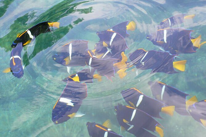 Enjoy paradise: Hidden Beach Snorkeling Adventure - Authentic Traveler Experiences