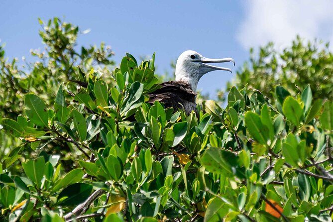 In Contact with Nature, Sian Ka'an Biosphere Boat Ride Tour - The Rich Biodiversity and Mangroves