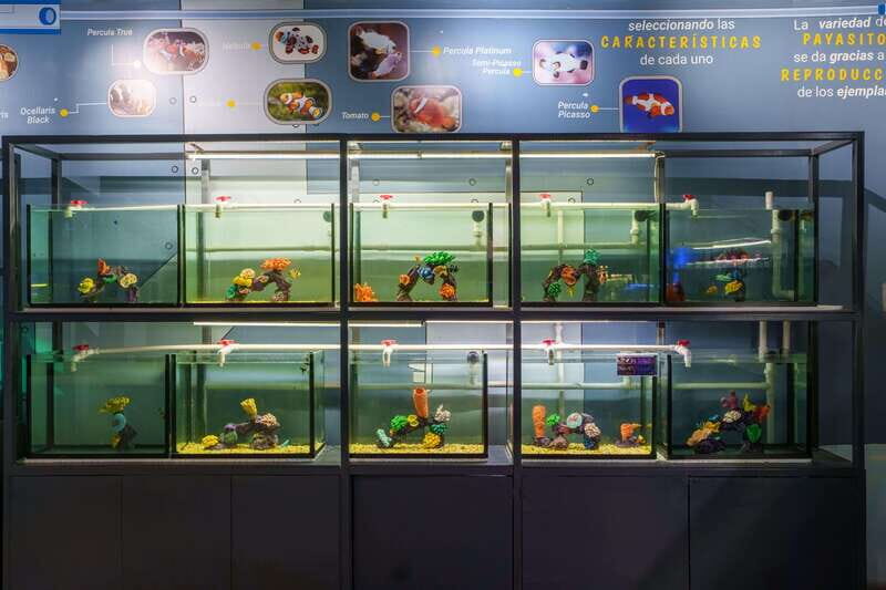 Inbursa Aquarium Entry Ticket with VR Option - Final Thoughts: Is It Worth Visiting?