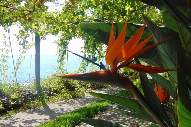 Incredible tour to a 'Faja' with a story - FAQ