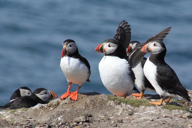 Inner Farne National Trust Bird Sanctuary - 3 hr trip to the Farne Islands - Key Points