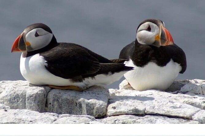 Inner Farne National Trust Bird Sanctuary - 3 hr trip to the Farne Islands - An In-Depth Look at the Experience