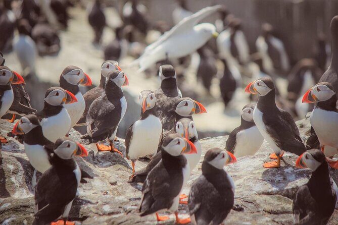 Inner Farne National Trust Bird Sanctuary - 3 hr trip to the Farne Islands - Final Thoughts