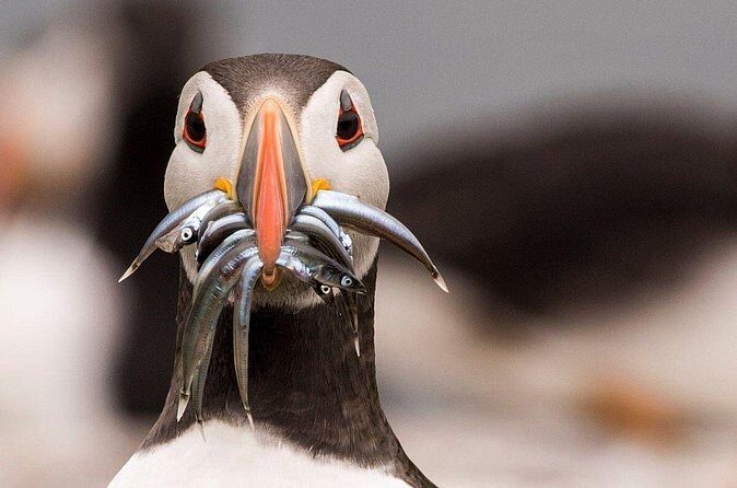 Inner Farne National Trust Bird Sanctuary - 3 hr trip to the Farne Islands - FAQ
