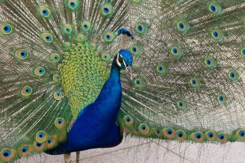 Innsbruck: Tickets for Schloss Ambras - Who Should Consider This Tour?