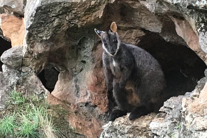 Inside the Greater Blue Mountains World Heritage - A Private Wildlife Safari Overnight - An In-Depth Look at the Itinerary
