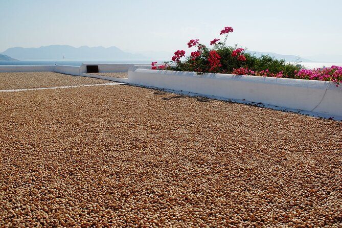 Insightful Pistachio Orchard and Factory Tour - Key Points