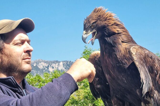 Interactive Educational Course on Birds of Prey - Introduction