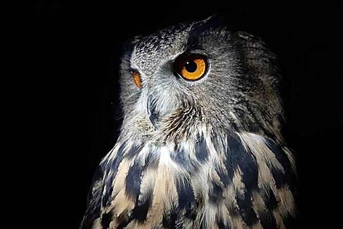 Interactive Educational Course on Birds of Prey - The Experience in Detail