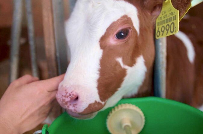 Interlaken 3-Hour Guided E-Bike Tour with a Farm and Ancient Villages Visit - Authentic Experiences and Testimonials