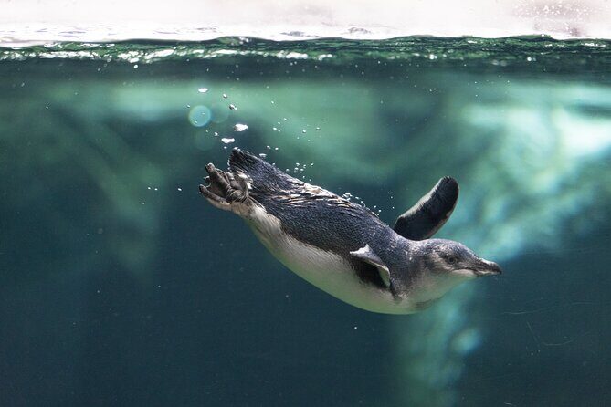 International Antarctic Centre General Admission Ticket - Who Is This Tour Best For?